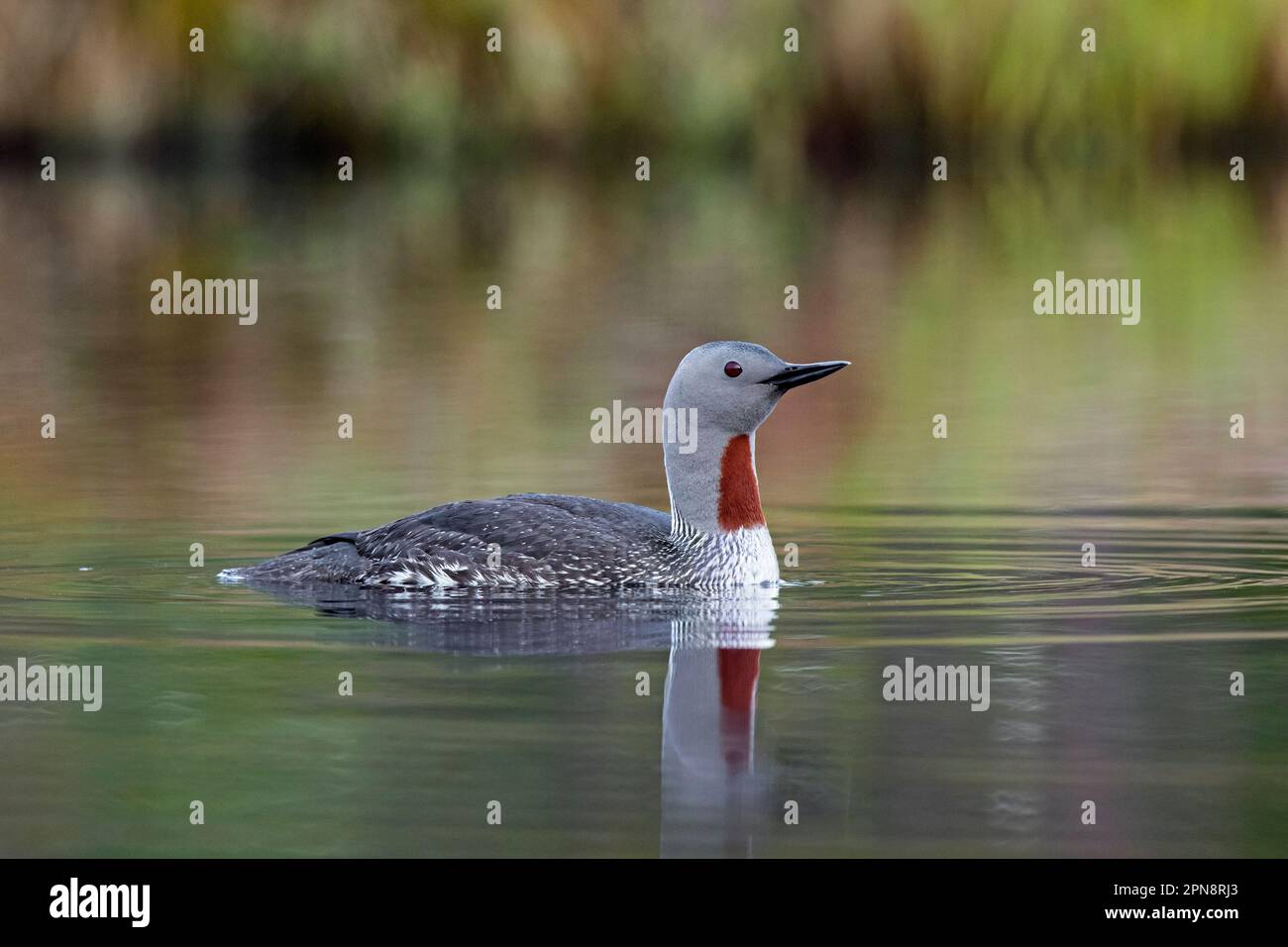 Red-throated loon / red-throated diver (Gavia stellata) in breeding ...
