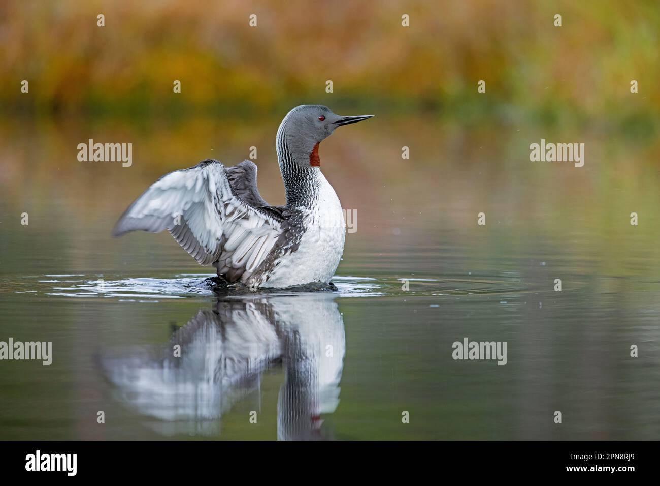 Red-throated loon / red-throated diver (Gavia stellata) in breeding ...