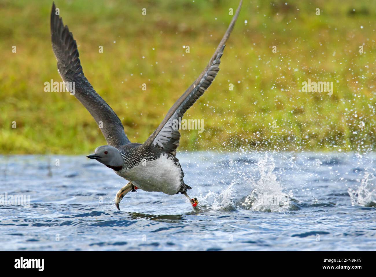 Ringed red-throated loon / red-throated diver (Gavia stellata) in ...