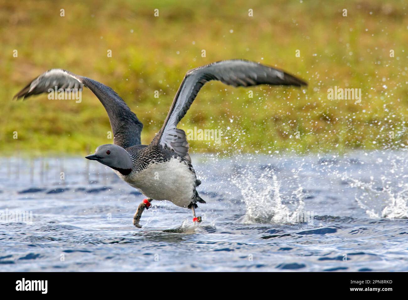 Ringed red-throated loon / red-throated diver (Gavia stellata) in ...