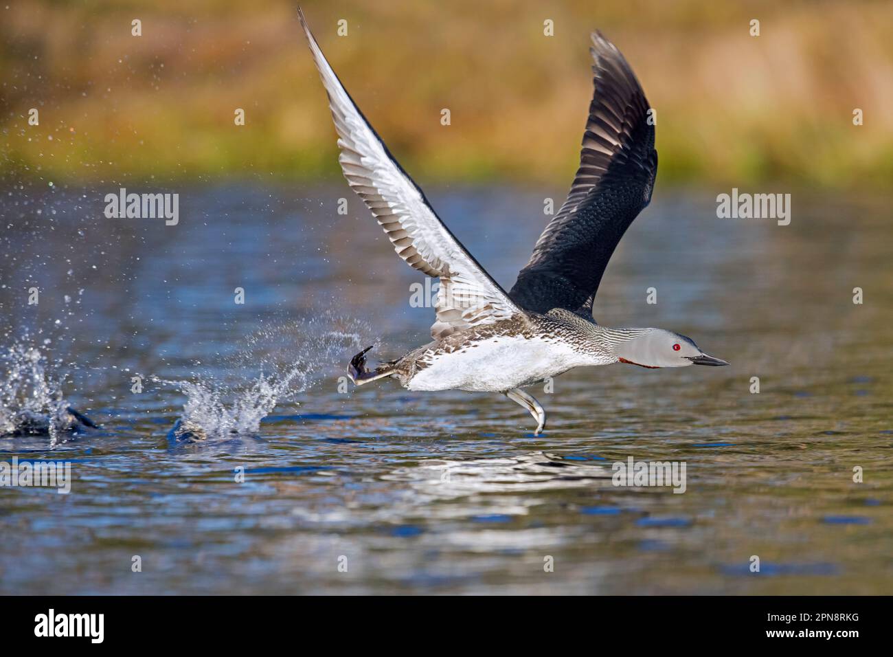 Red-throated loon / red-throated diver (Gavia stellata) in breeding ...