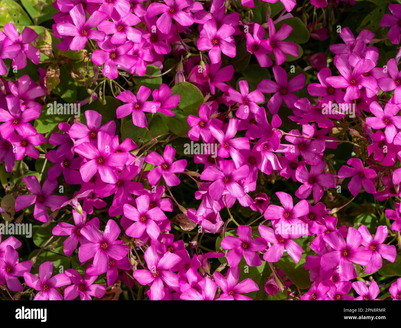 Beautiful garden flowers on sunny hi-res stock photography and images ...