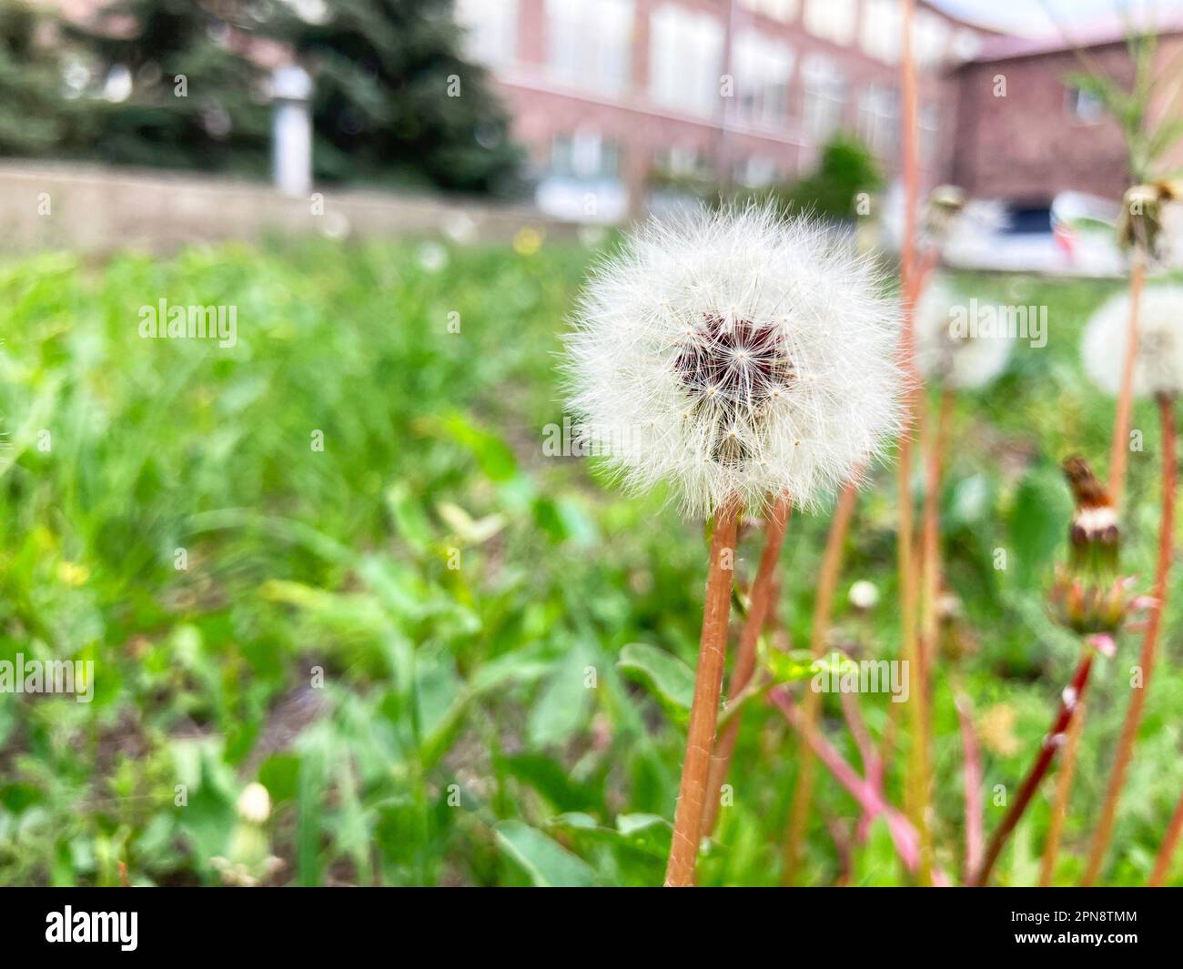 Closed Bud of a dandelion. Dandelion white flowers in green grass Stock ...