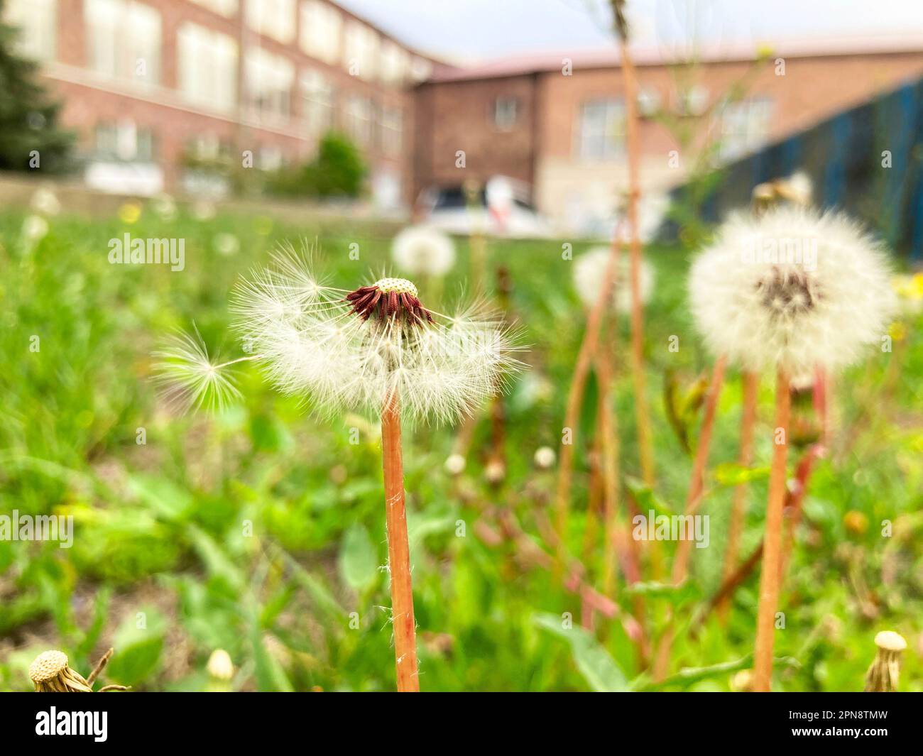 Closed Bud of a dandelion. Dandelion white flowers in green grass Stock ...