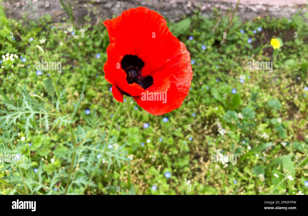 Flower red mac on the green background Stock Photo - Alamy