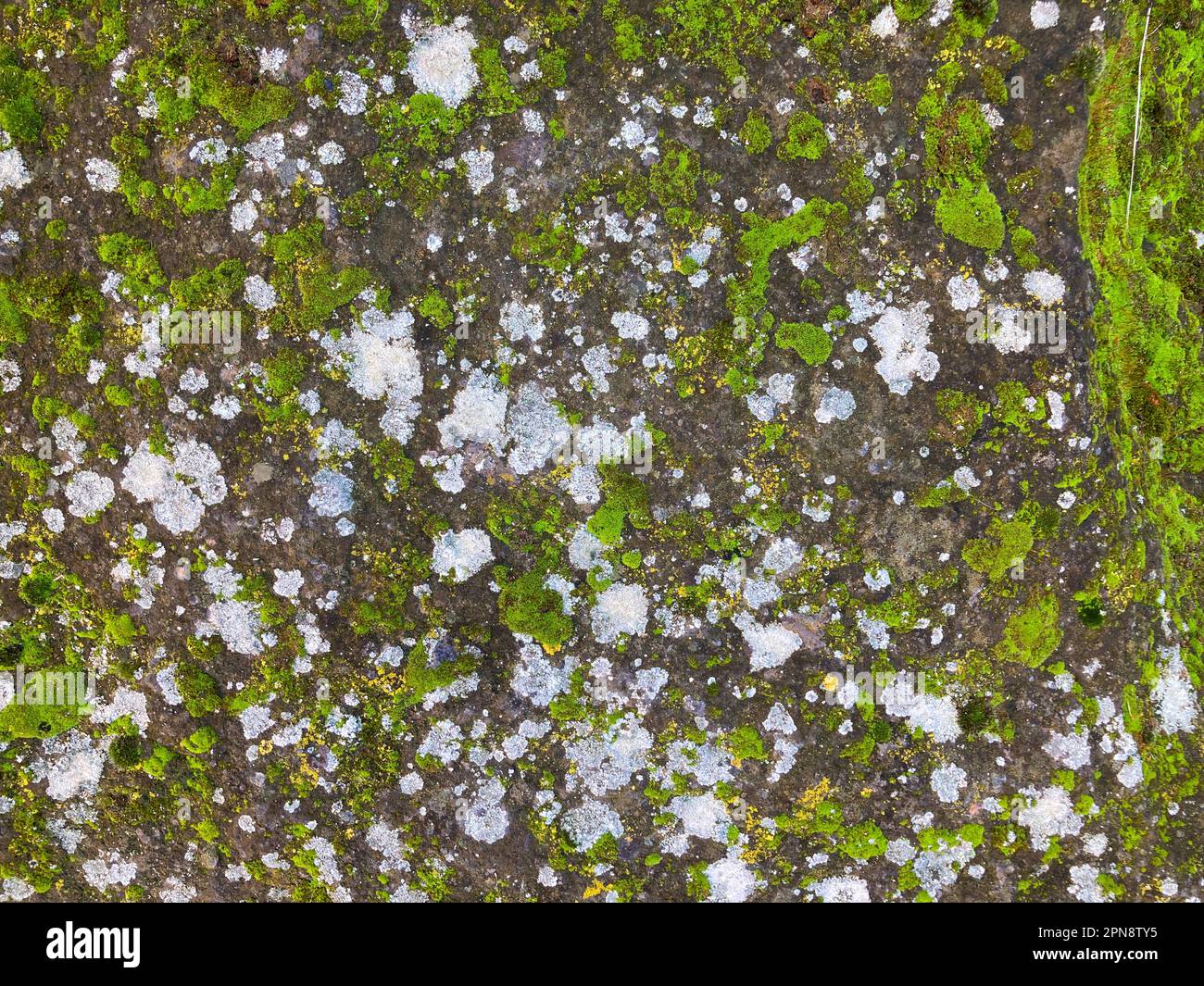 Texture tuff stone with moldy, Armenian tuff Stock Photo - Alamy