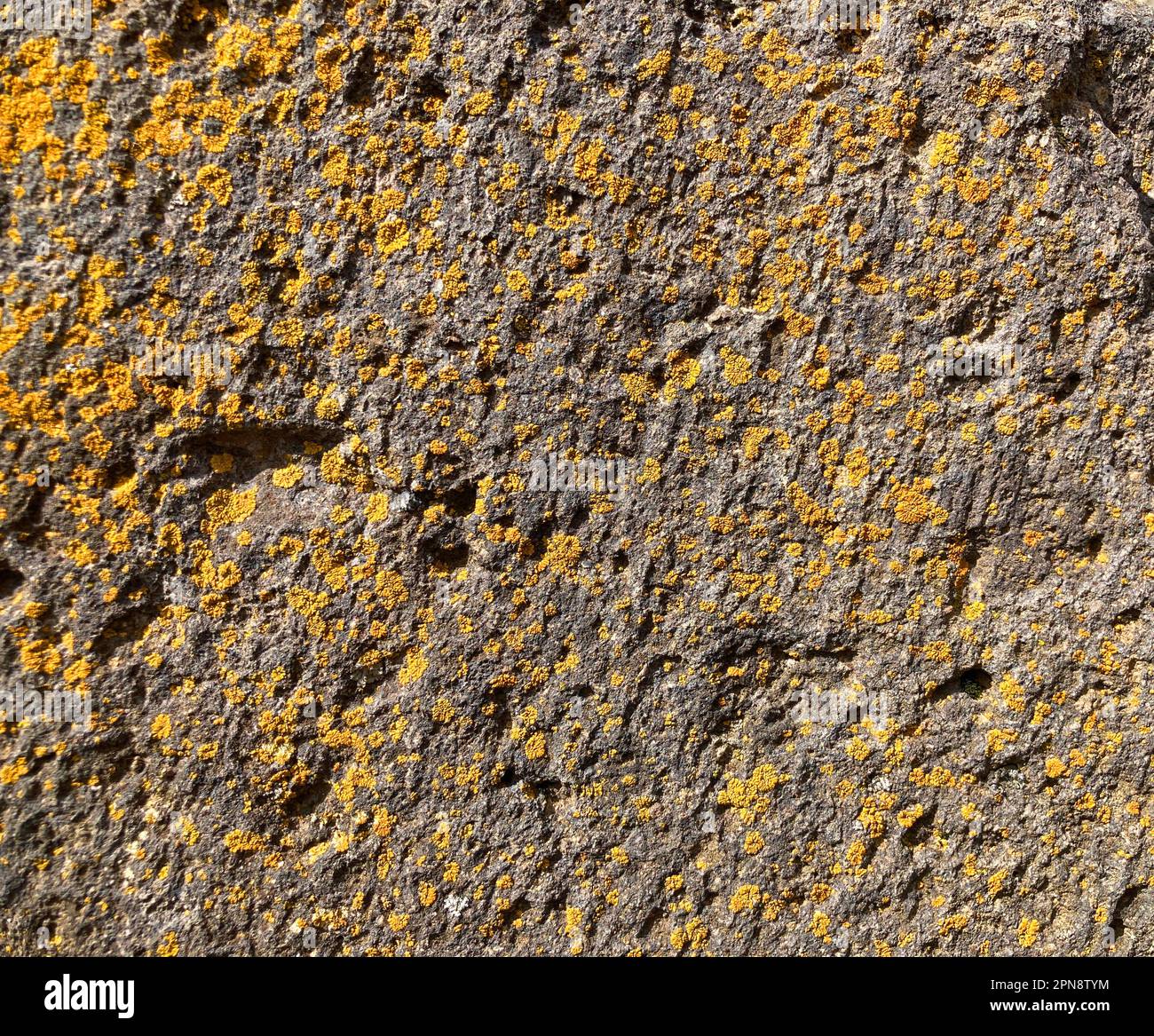 Texture tuff stone, Armenian tuff Stock Photo - Alamy