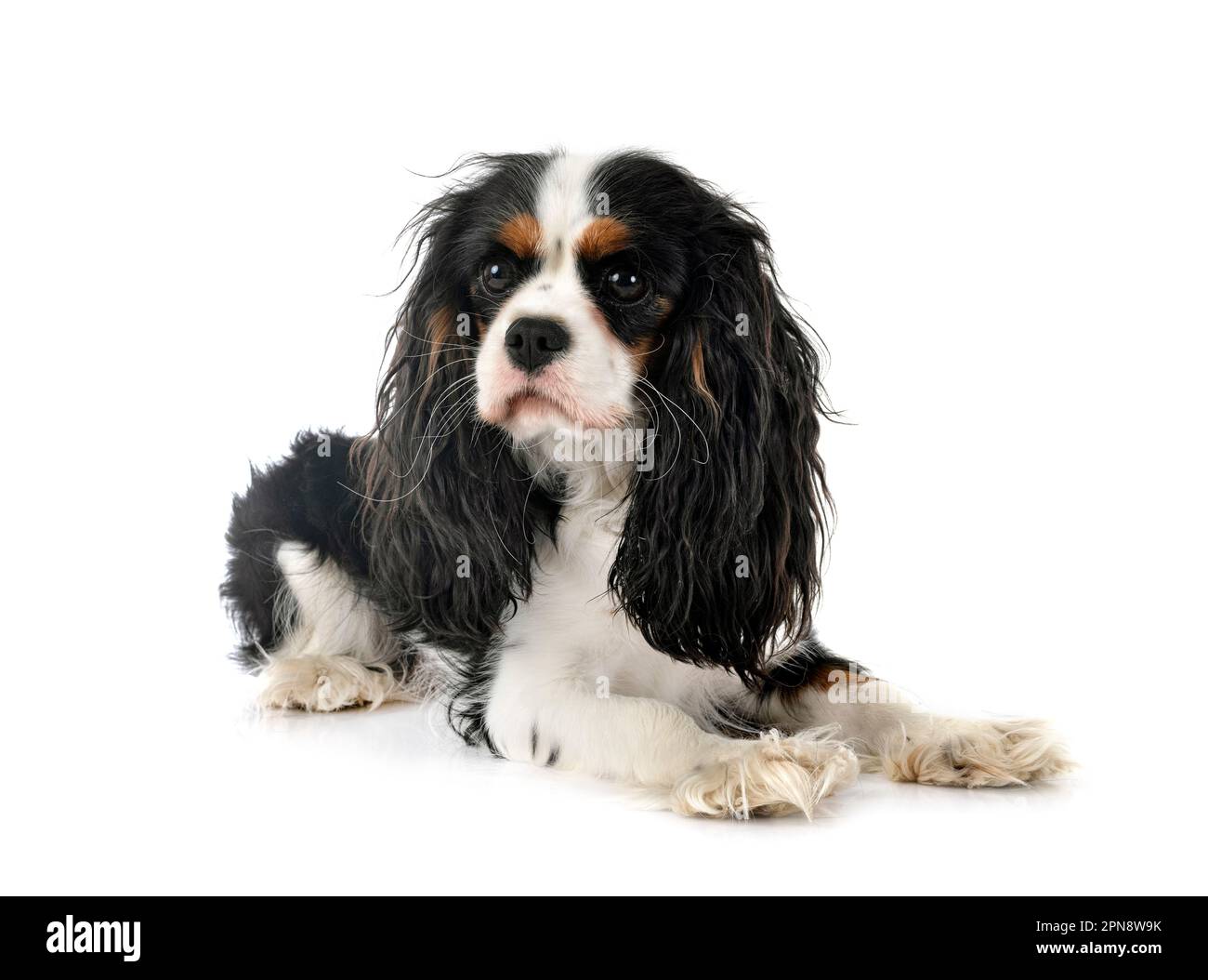 cavalier king charles in front of white background Stock Photo - Alamy