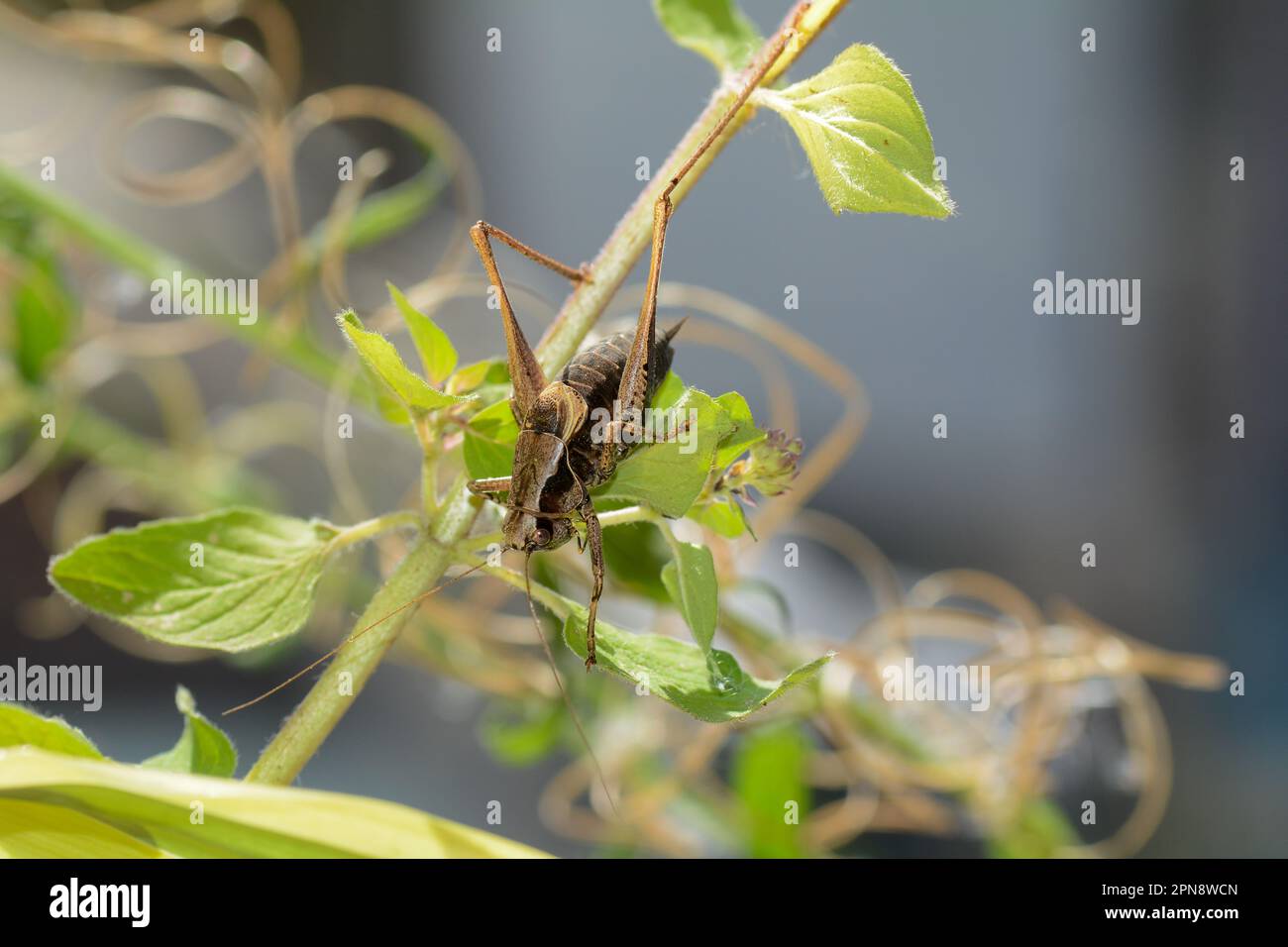 Common bush cricket ( Pholidoptera griseoaptera ) on a plant Stock ...
