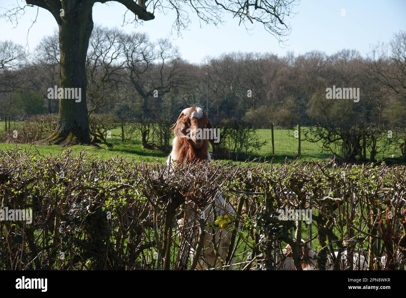 A Boer goat or Boerbok goat peering over a hedge Stock Photo - Alamy