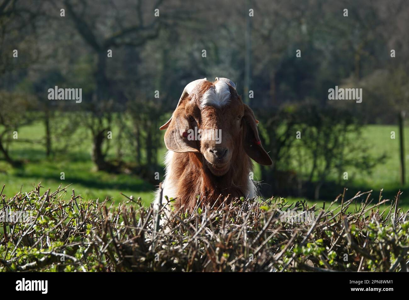 A Boer goat or Boerbok goat peering over a hedge Stock Photo - Alamy