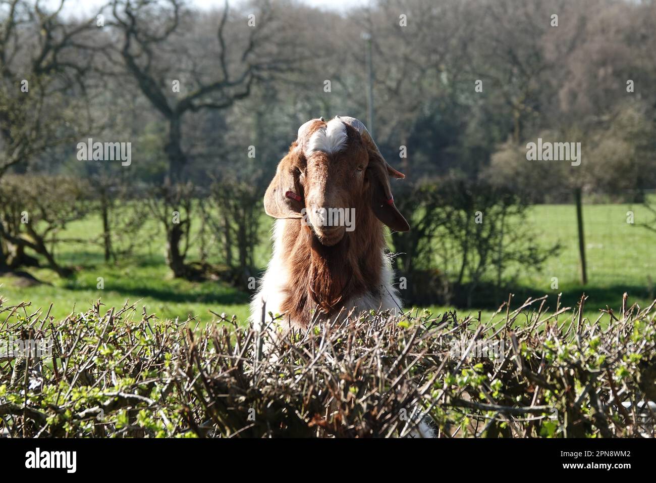 A Boer goat or Boerbok goat peering over a hedge Stock Photo - Alamy