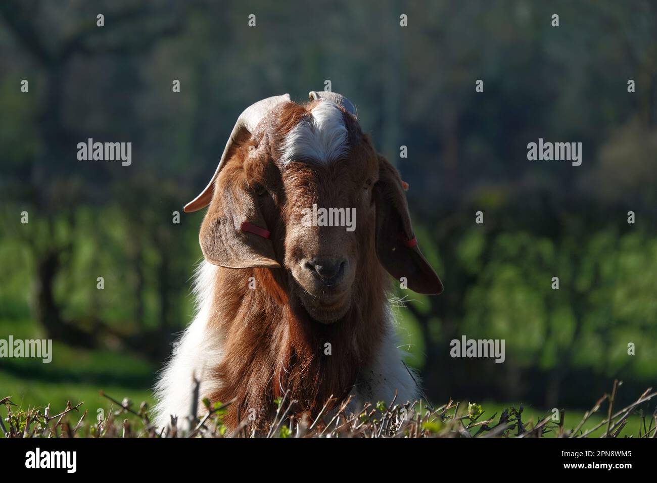 A Boer goat or Boerbok goat peering over a hedge Stock Photo - Alamy