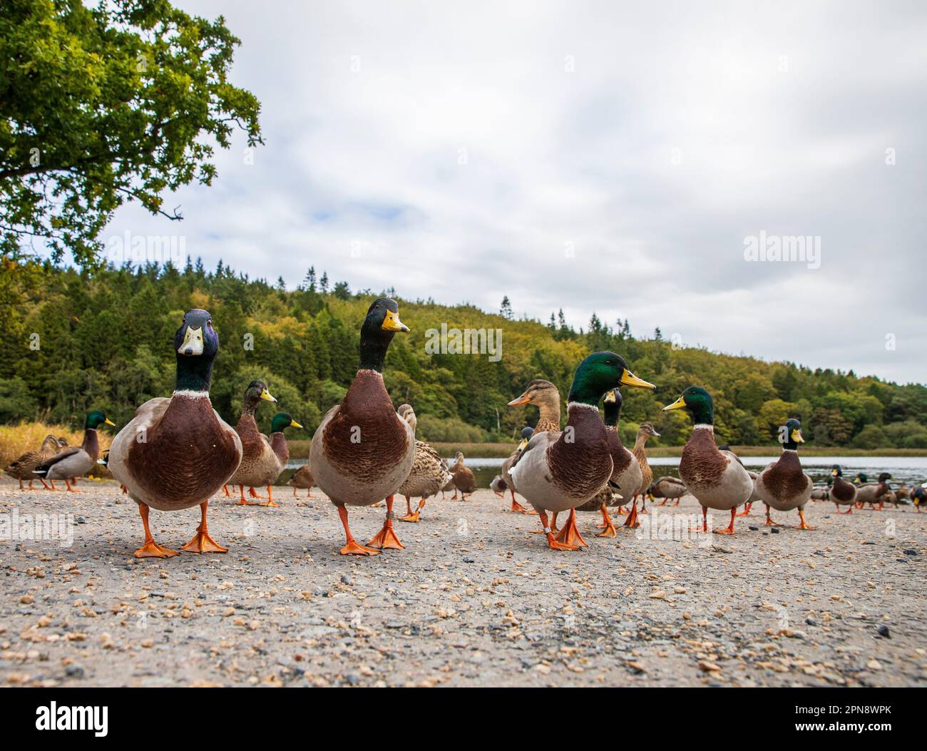 Duck paddling hi-res stock photography and images - Alamy