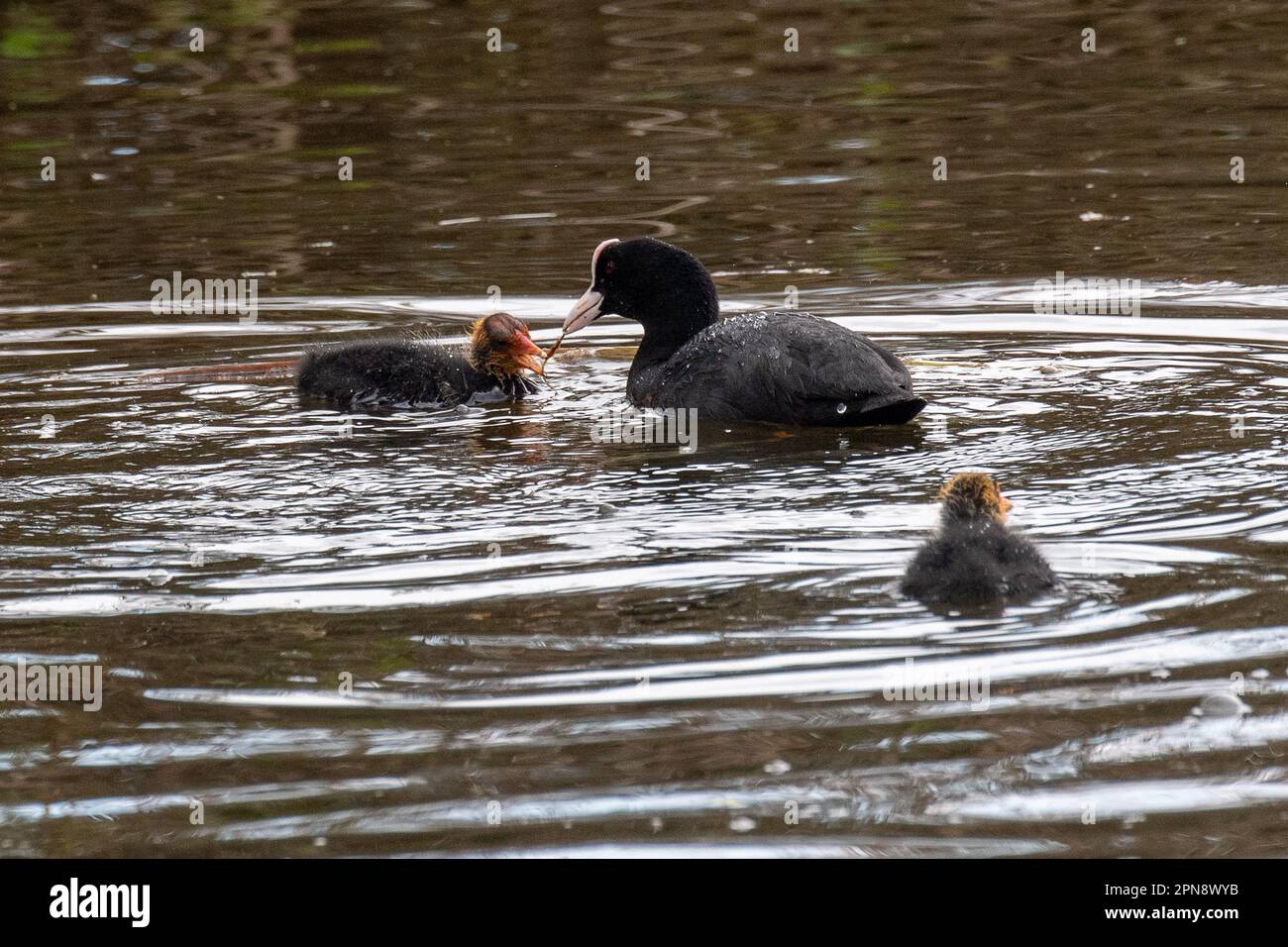 Harefield, UK. 17th April, 2023. Cute baby coots on the Grand Union ...