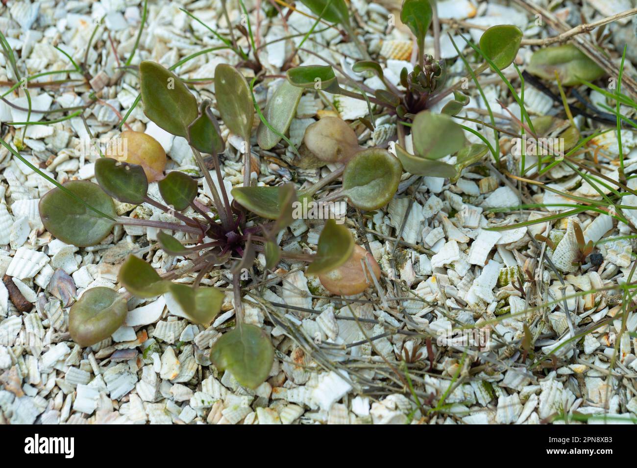 Danish Scurvygrass - Cochlearia danica Stock Photo - Alamy