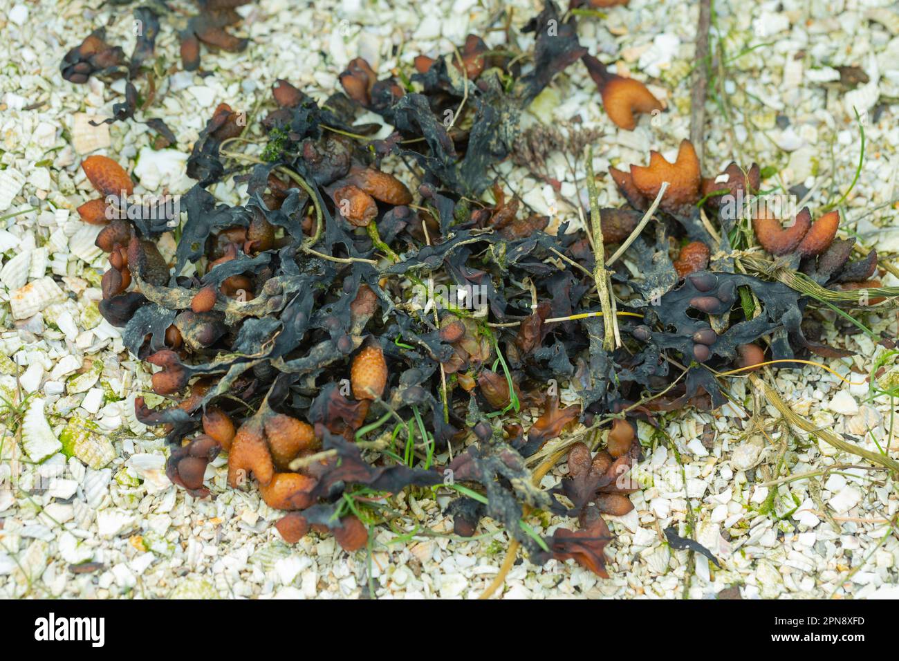 Intertidal seaweed along the coastal shoreline. Britain, UK Stock Photo ...