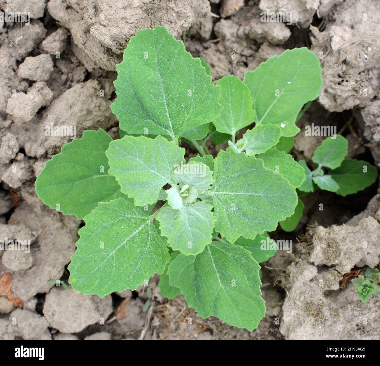 In nature, the field grows a fat hen (Chenopodium album Stock Photo - Alamy