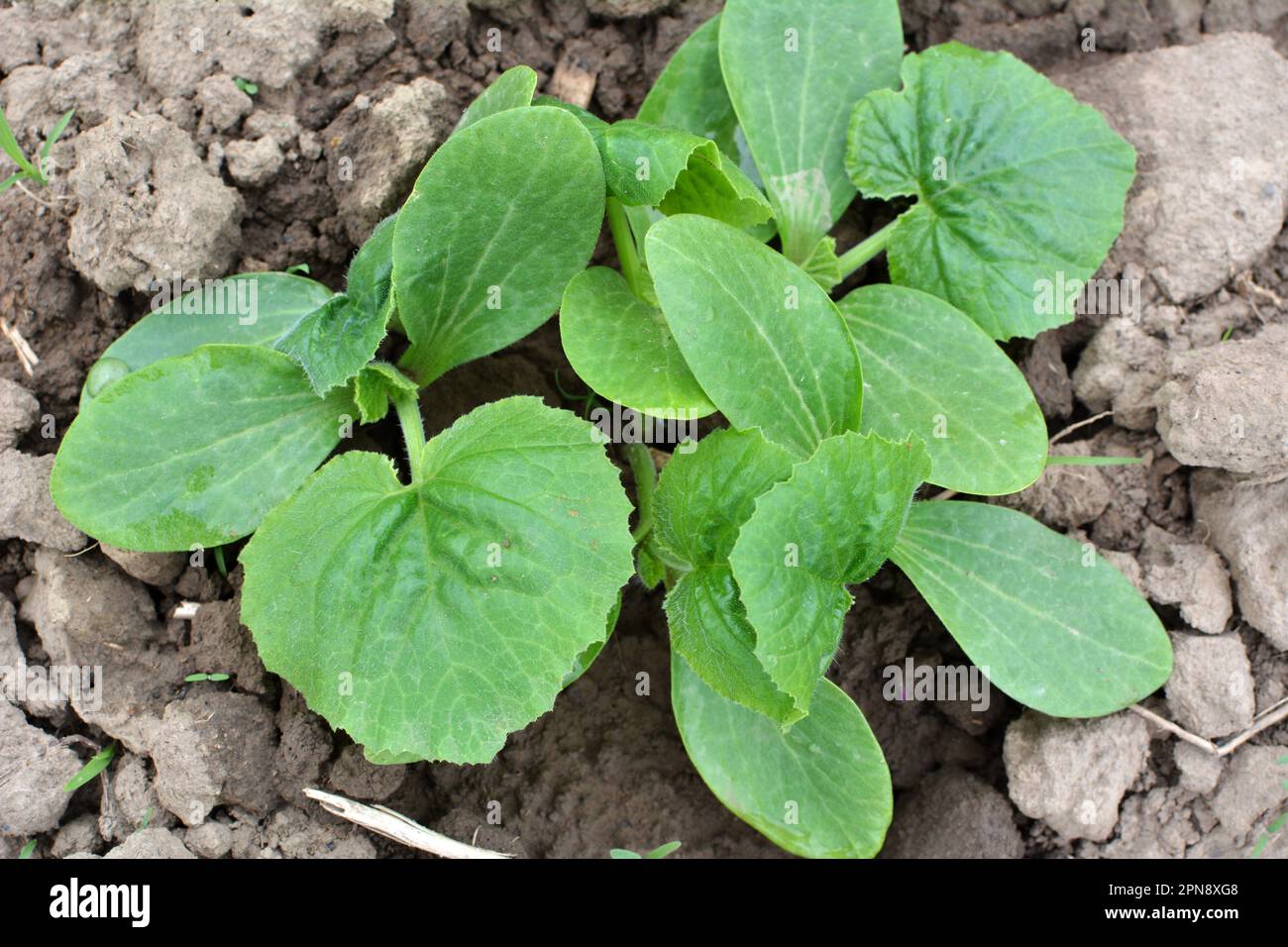 Young seedlings of zucchini grow in open organic soil Stock Photo - Alamy