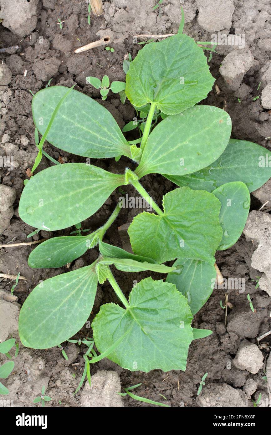 Young seedlings of zucchini grow in open organic soil Stock Photo - Alamy