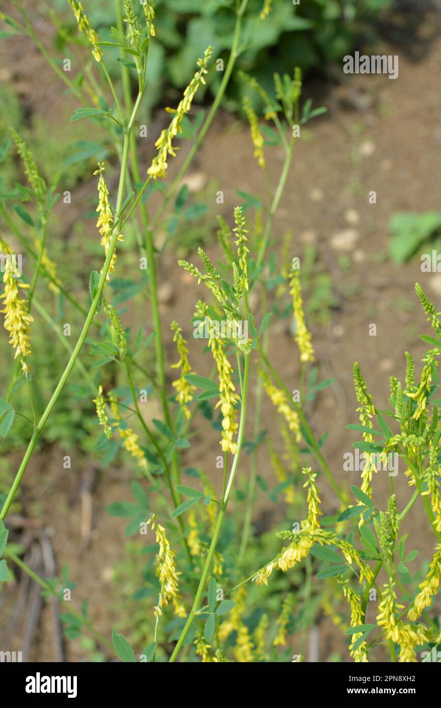 Melilot yellow (Melilotus officinalis) blooms in the wild in summer ...