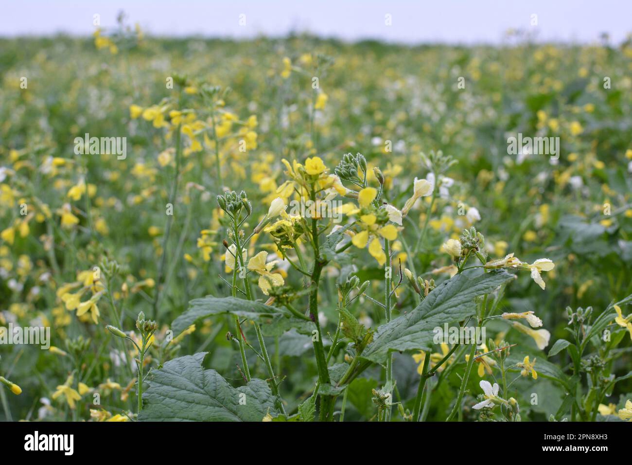 Mustard grows on the farm field, which will be used as a green organic ...