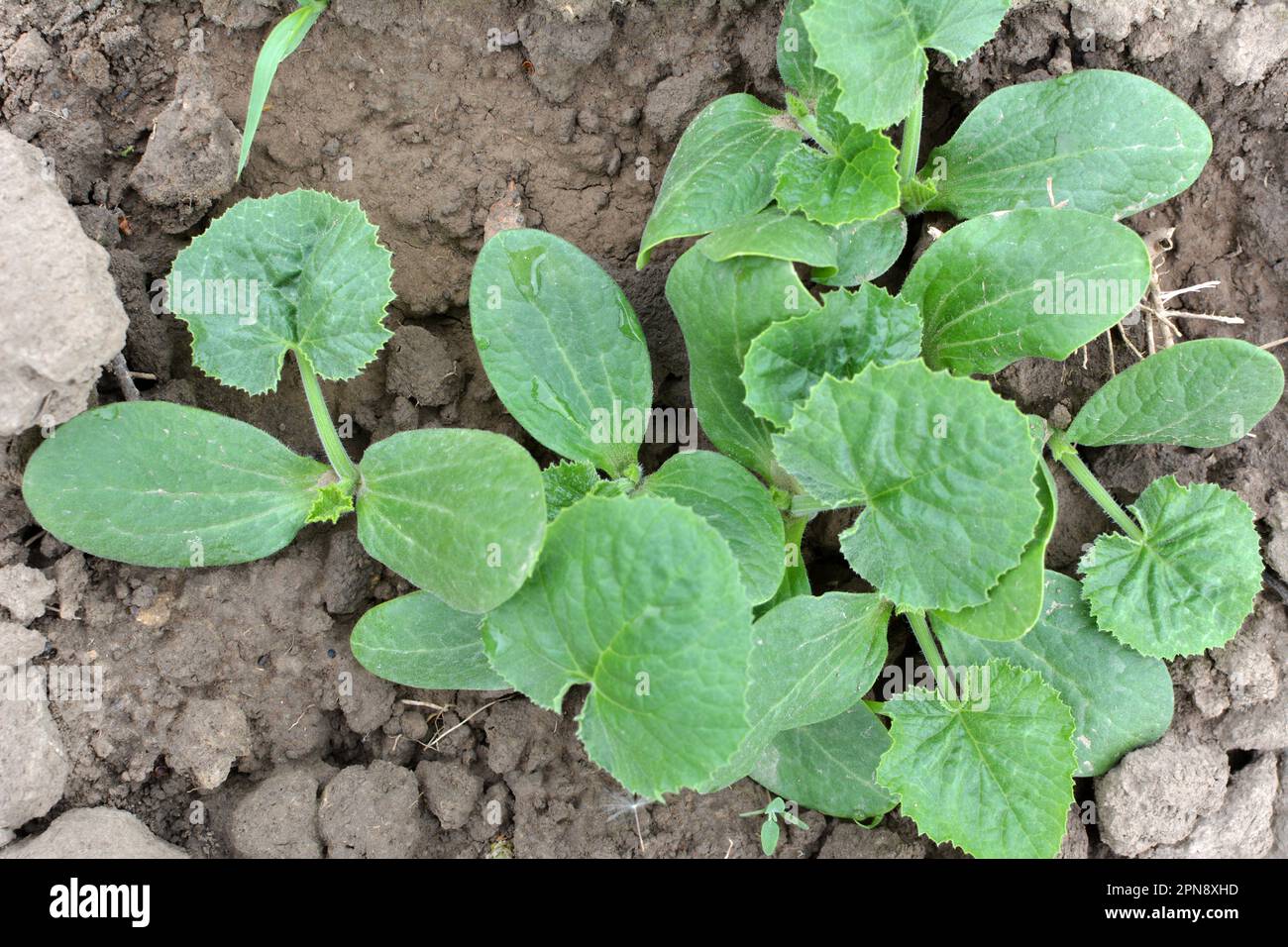 Young seedlings of zucchini grow in open organic soil Stock Photo - Alamy