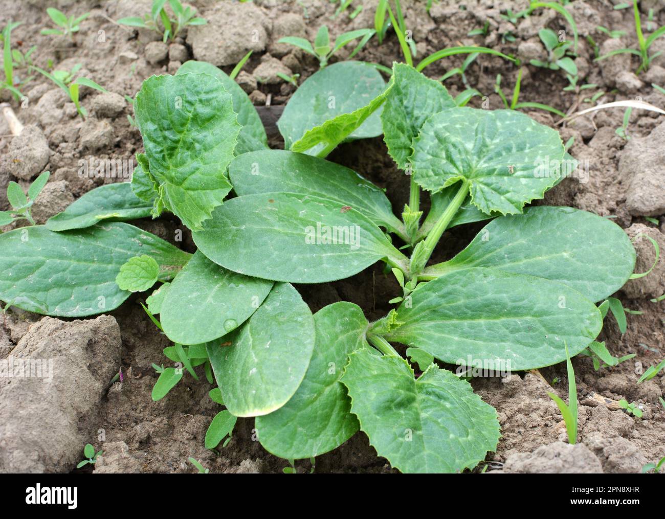 Young seedlings of zucchini grow in open organic soil Stock Photo - Alamy