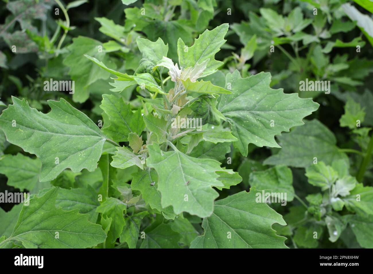 In nature, the field grows a fat hen (Chenopodium album Stock Photo - Alamy