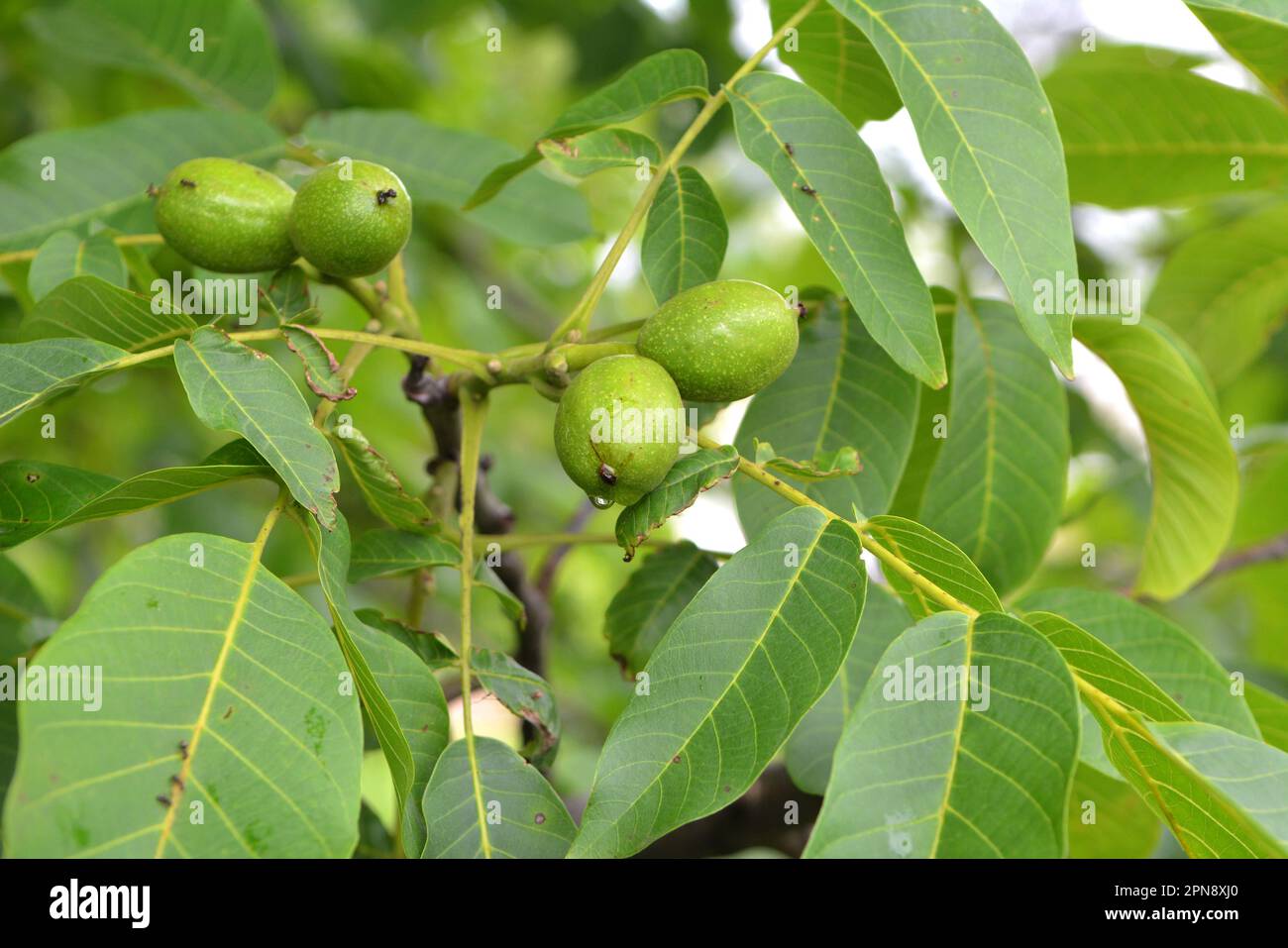 Walnut ripe on tree hi-res stock photography and images - Alamy