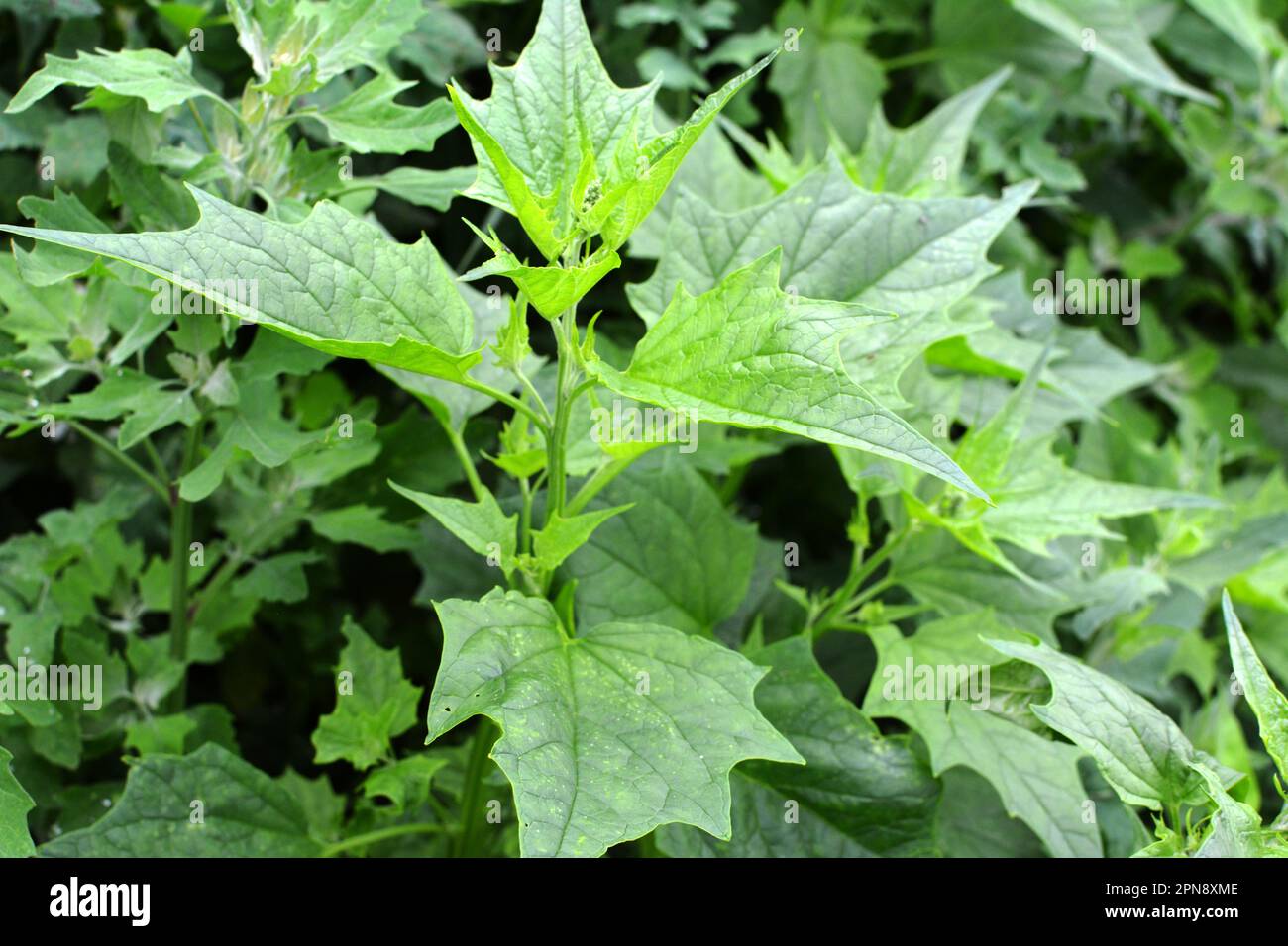 In nature, the field grows a chenopodium hybridum (Chenopodiastrum ...