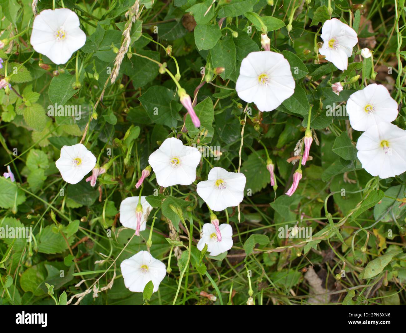 Convolvulus arvensis grows and blooms in the field Stock Photo - Alamy