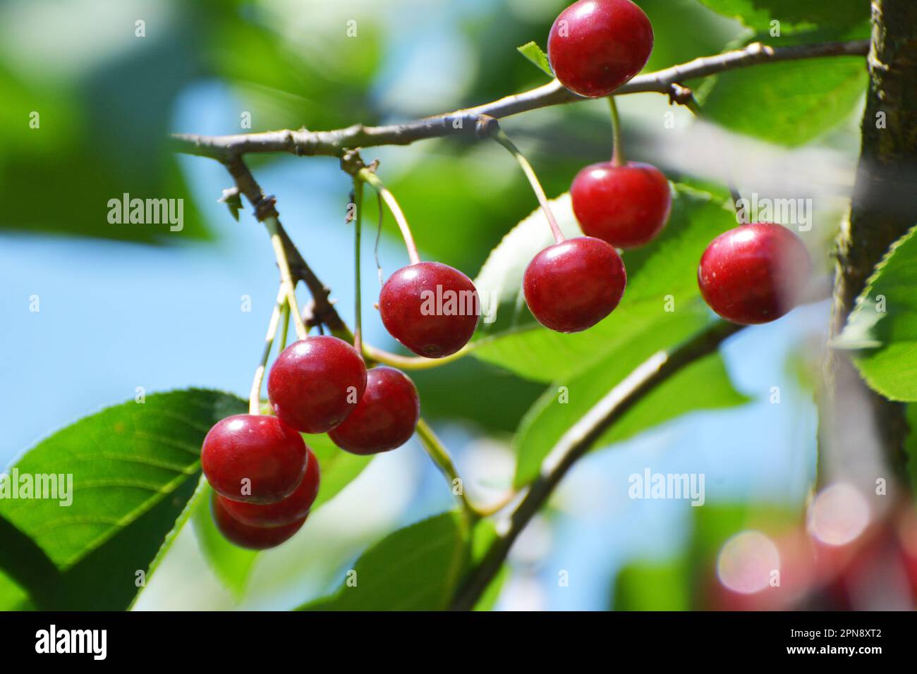 In the orchard on a tree branch ripen cherry fruit Stock Photo - Alamy