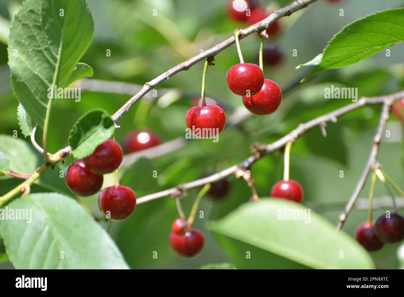 In the orchard on a tree branch ripen cherry fruit Stock Photo - Alamy