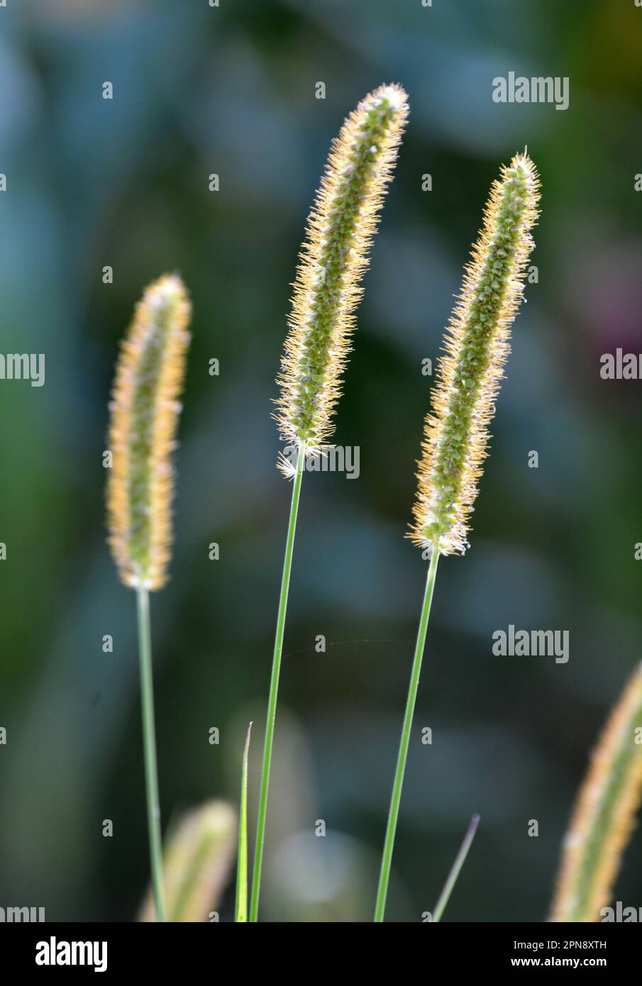 Setaria grows in the field in nature Stock Photo - Alamy