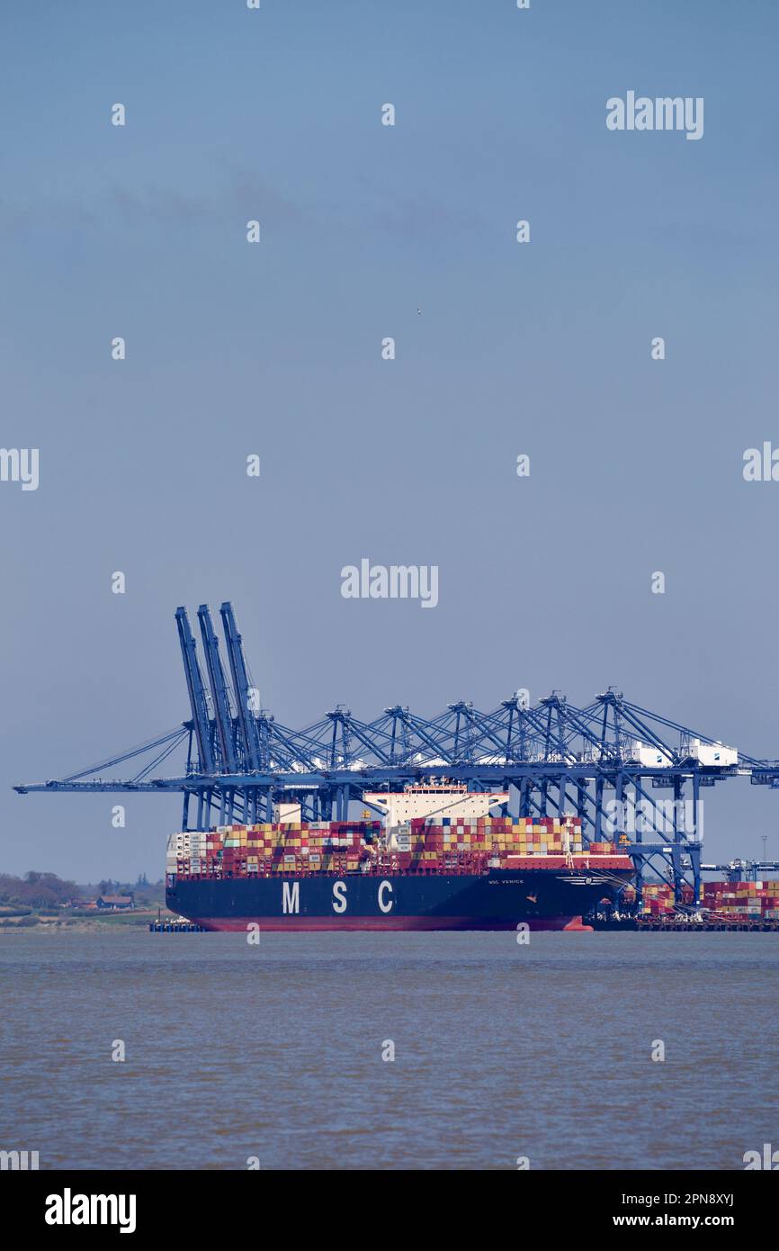 Container ship MSC Venice berthed at the Port of Felixstowe, Suffolk ...