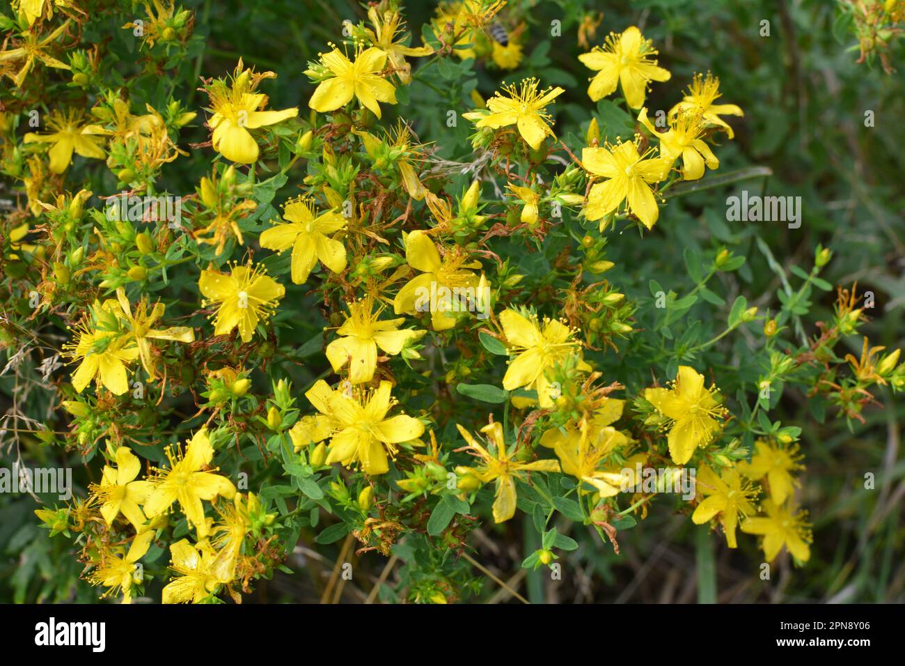In the wild in the forest bloom hypericum perforatum Stock Photo - Alamy