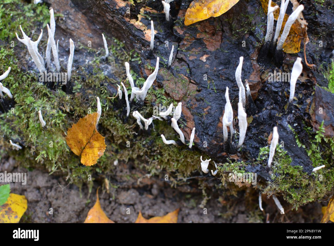 Wild ascomycete fungi Xylaria hypoxylon grow in the forest Stock Photo ...