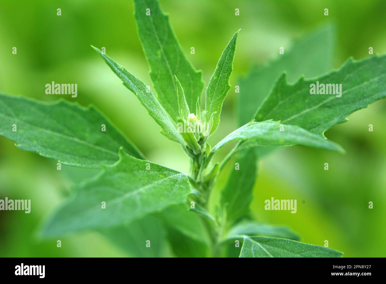 In nature, the field grows a fat hen (Chenopodium album Stock Photo - Alamy