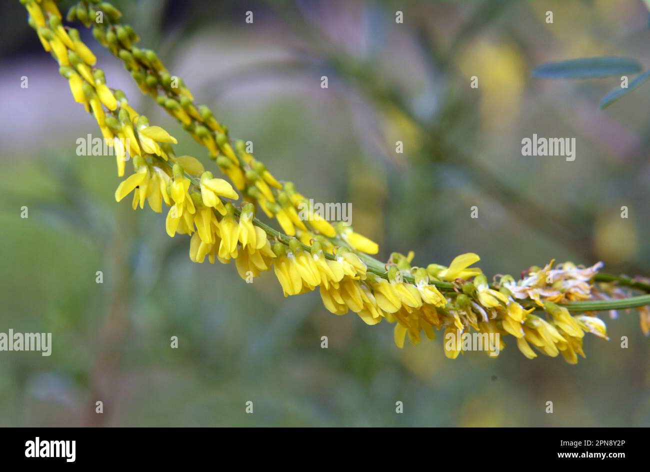 Melilot yellow (Melilotus officinalis) blooms in the wild in summer ...