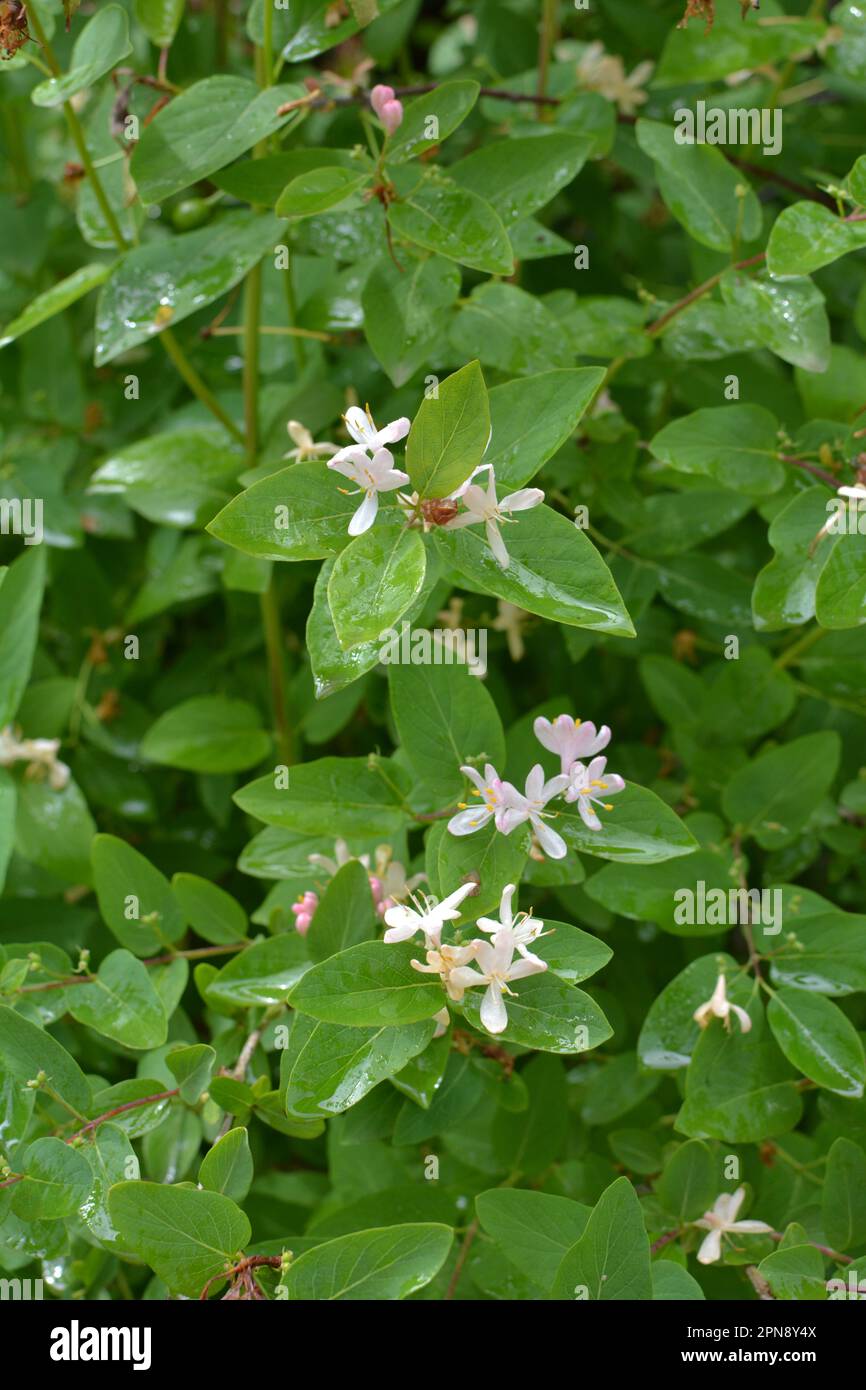 Honeysuckle (Lonicera) blooms in nature in spring Stock Photo - Alamy