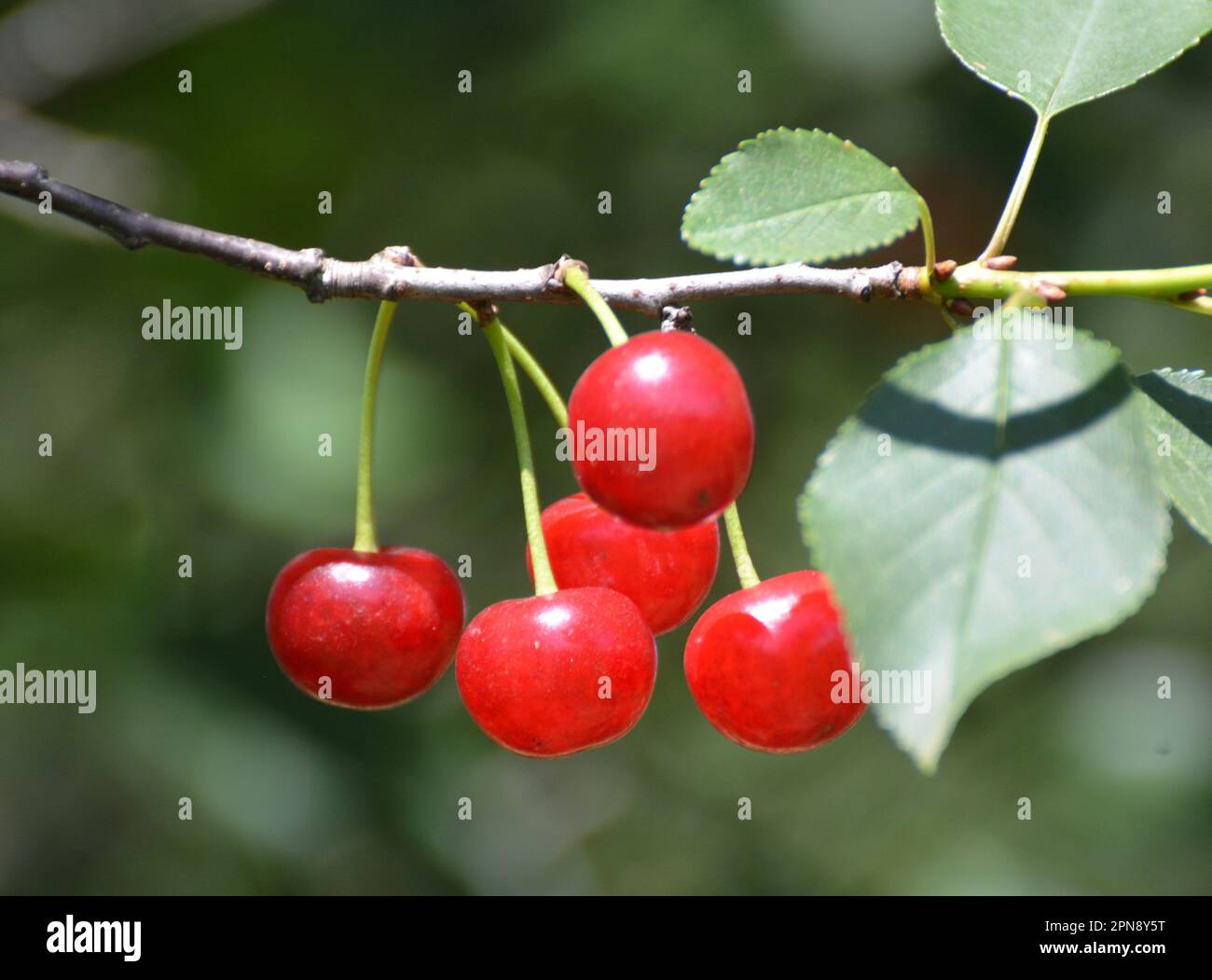 In the orchard on a tree branch ripen cherry fruit Stock Photo - Alamy