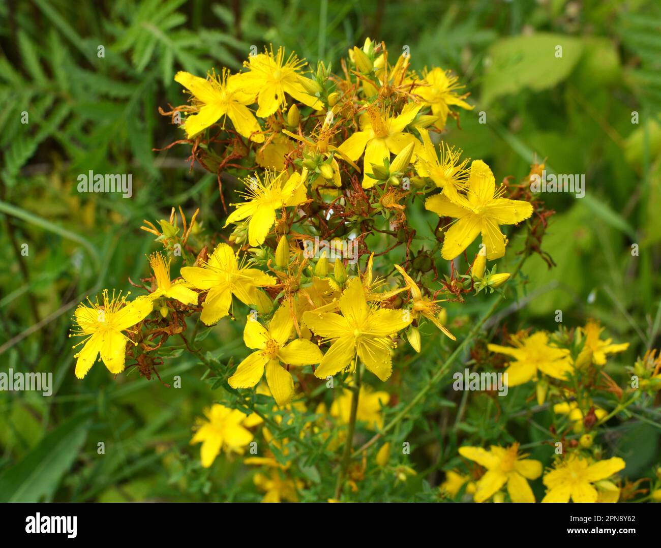 In the wild in the forest bloom hypericum perforatum Stock Photo - Alamy