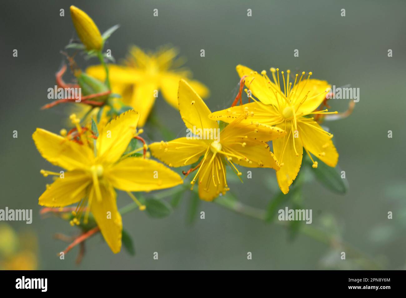 In the wild in the forest bloom hypericum perforatum Stock Photo - Alamy