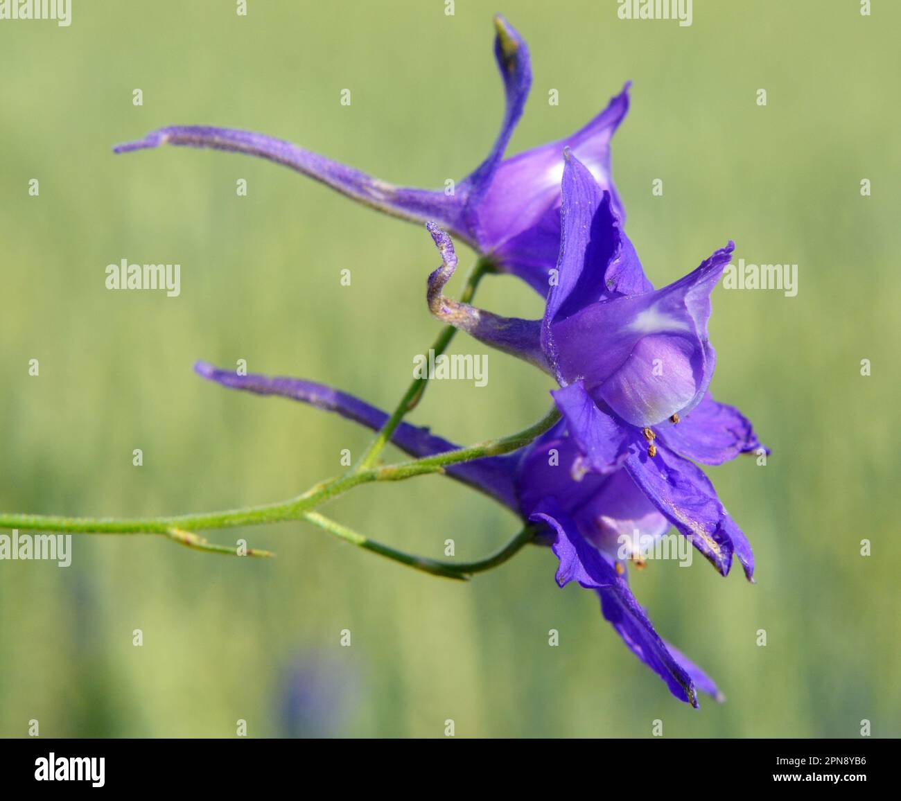 Consolida regalis blooms in the field among crops Stock Photo - Alamy