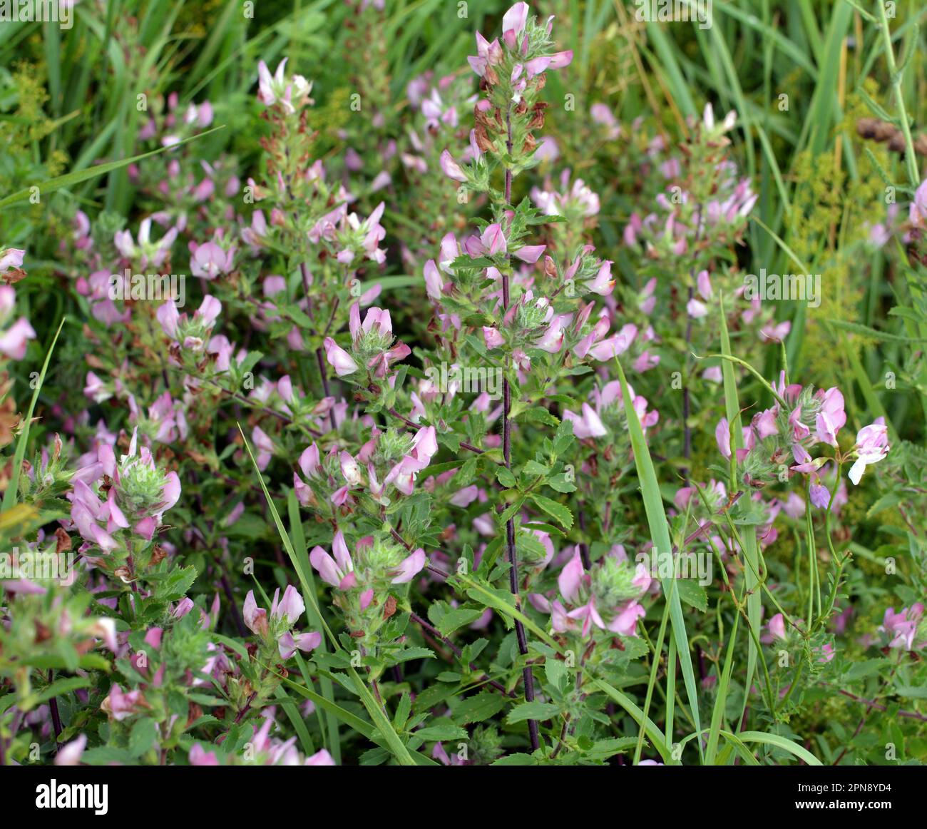 Ononis spinosa grows among grasses in the wild Stock Photo - Alamy