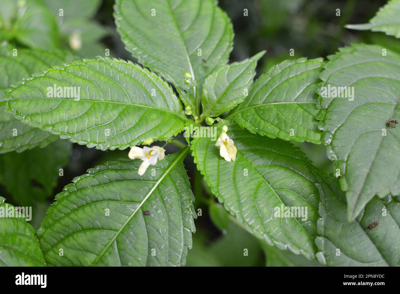 In summer, Impatiens parviflora grows in the wild Stock Photo - Alamy