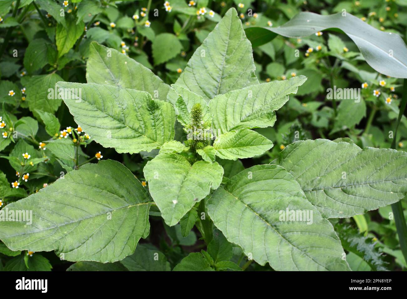 In nature, in the field, like a weed, grows common amaranthus Stock Photo - Alamy