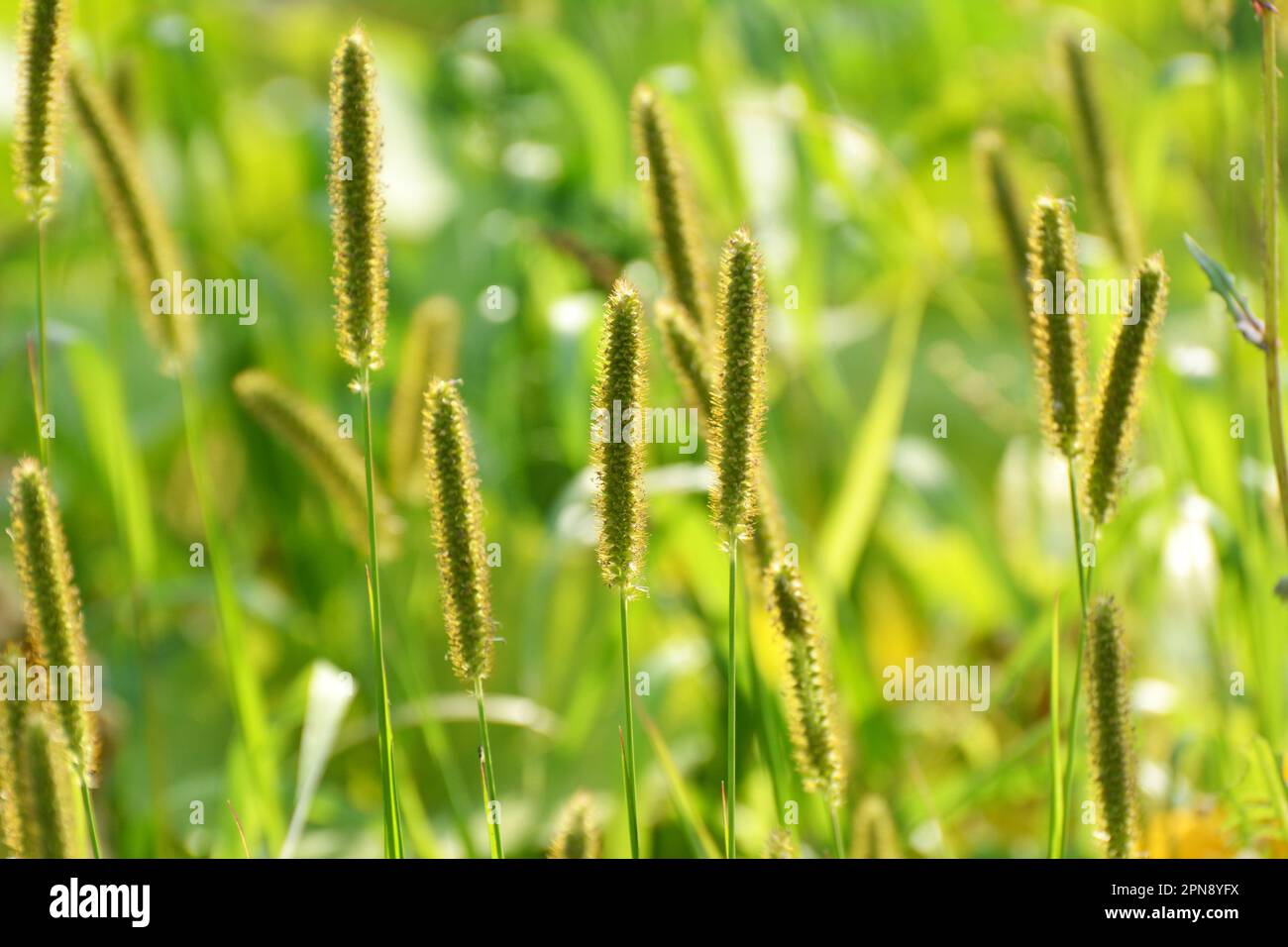 Setaria grows in the field in nature Stock Photo - Alamy