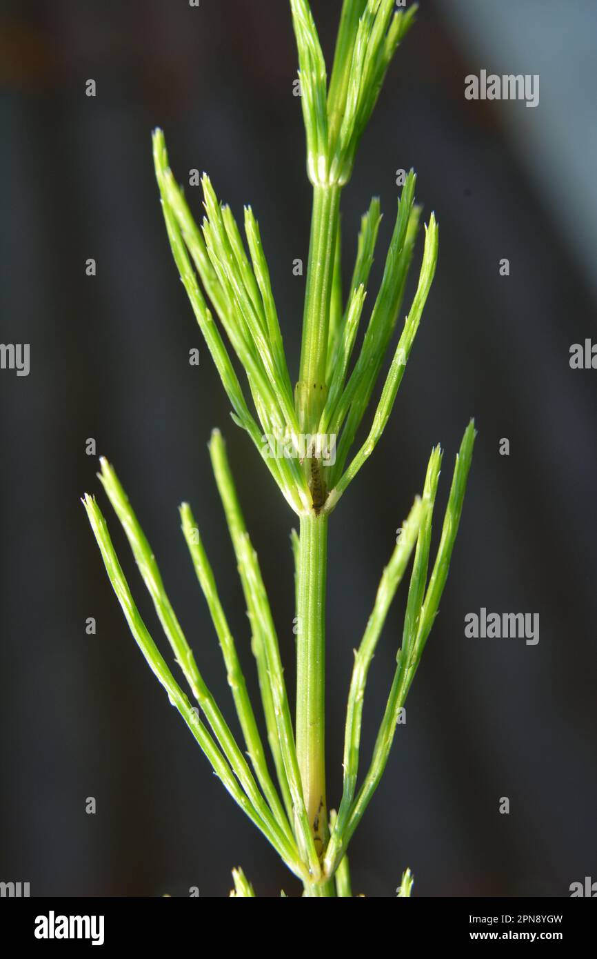 Horsetail field (Equisetum arvense) grows in the wild Stock Photo - Alamy
